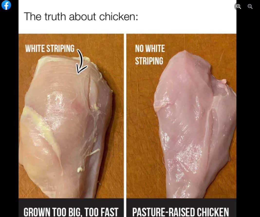 Fact Check: Does white striping occur only in broiler chickens? - THIP ...