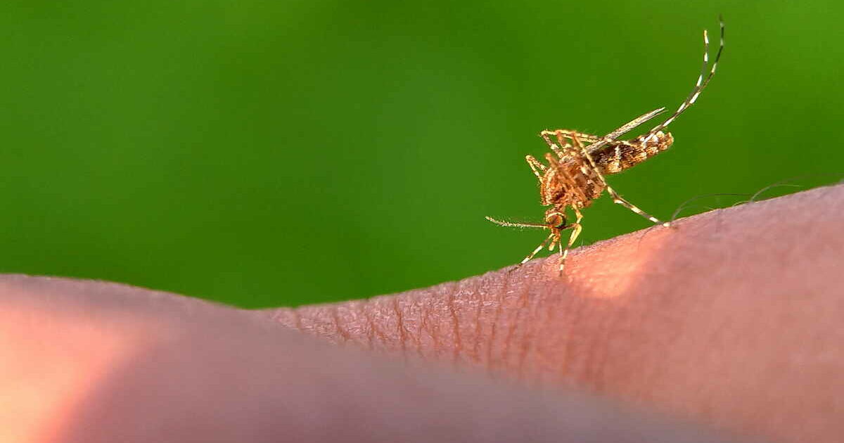 What are the different types of malaria? - THIP Media