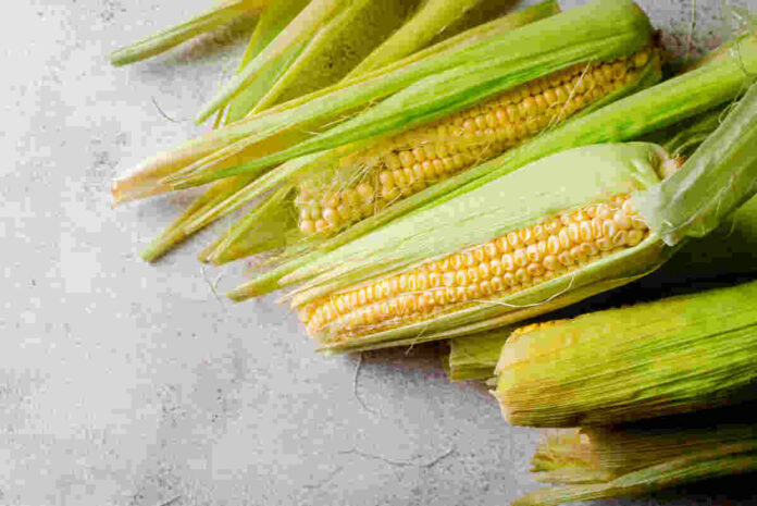 Corn: Health benefits, nutrients & uses - THIP Media