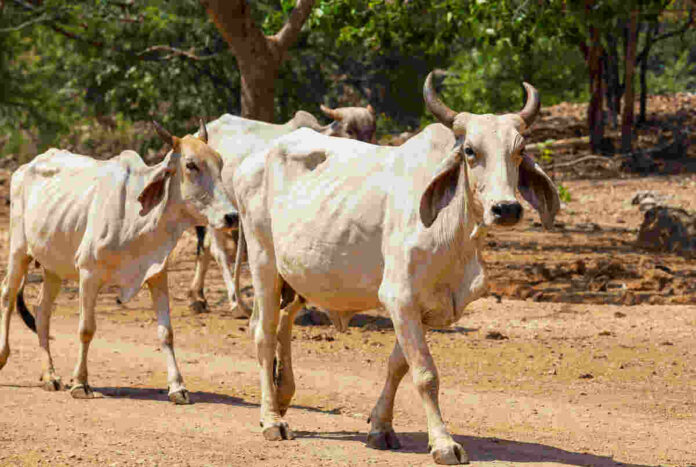 Fact Check: Is drinking cow urine healthy for humans? - THIP Media