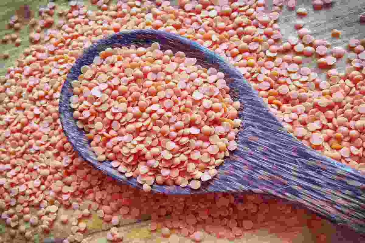Pink lentils: Health benefits, nutrients & uses - THIP Media
