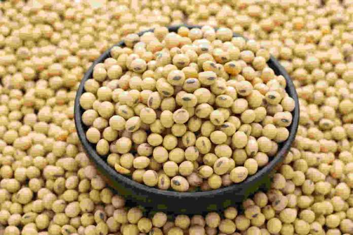 Exploring protein-packed pulses: Which are high protein pulses? - THIP ...