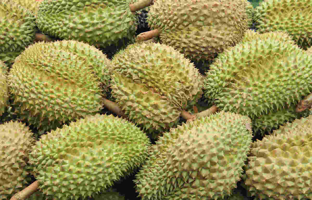 Fact Check: Does durian increase libido? THIP Media