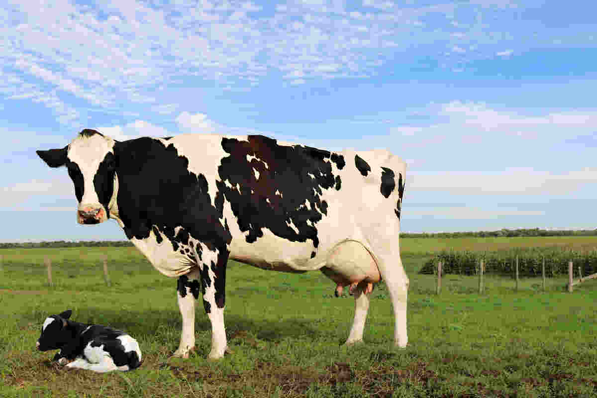 A1 vs A2 milk: Which one is better? - THIP Media