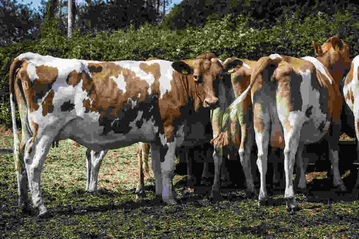 A1 vs A2 milk: Which one is better? - THIP Media