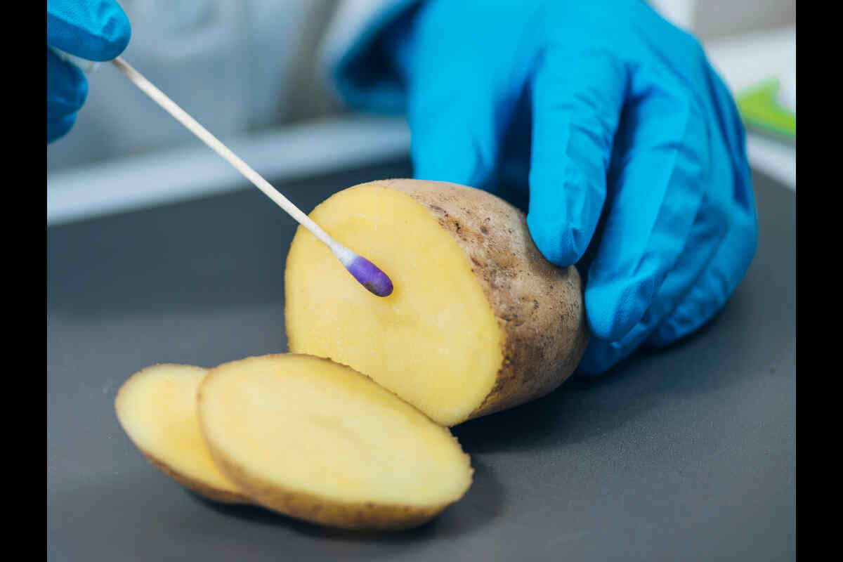 Does a colour change in potato mean your salt is impure?