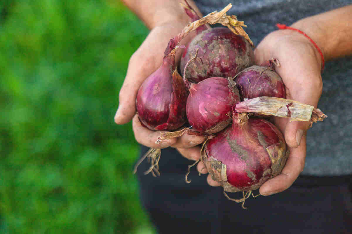 How does raw onion benefit men testosterone level?- THIP Media