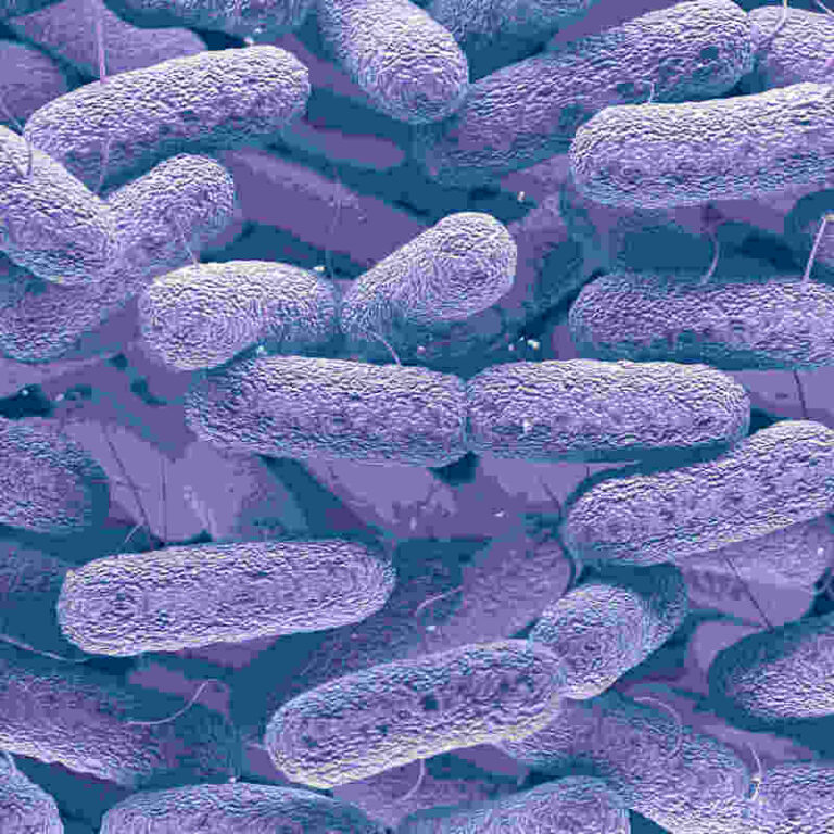 Why are good bacteria in stomach important: Gut microbiome