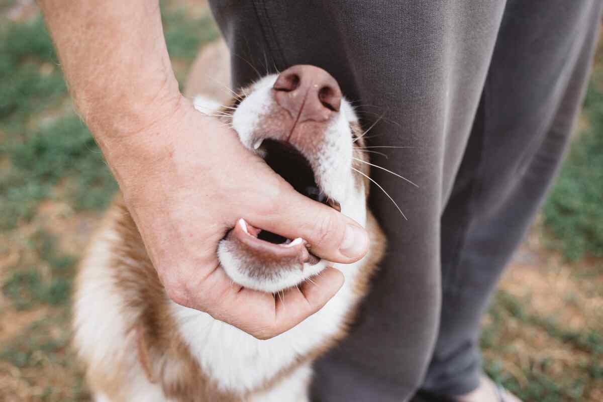 Fact Check: Can fasting prevent rabies after a dog bite?