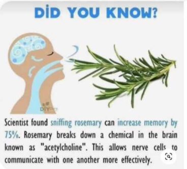 Fact Check: Can rosemary increase memory by 75%?