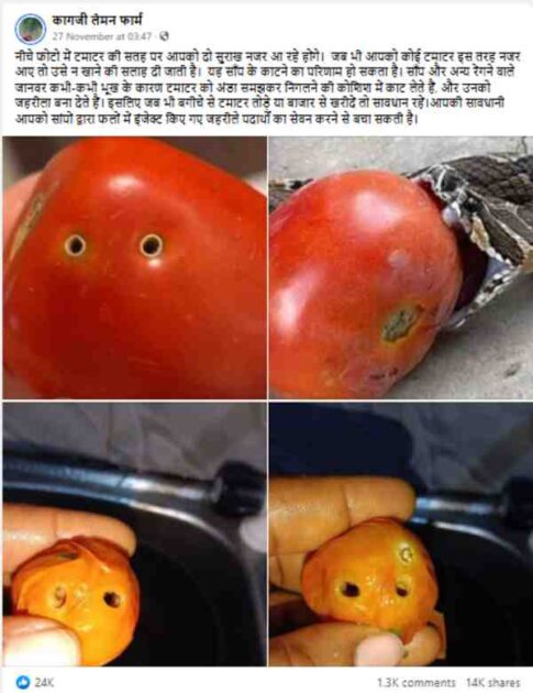 Fact Check: Are holes in tomatoes caused by snakebites?