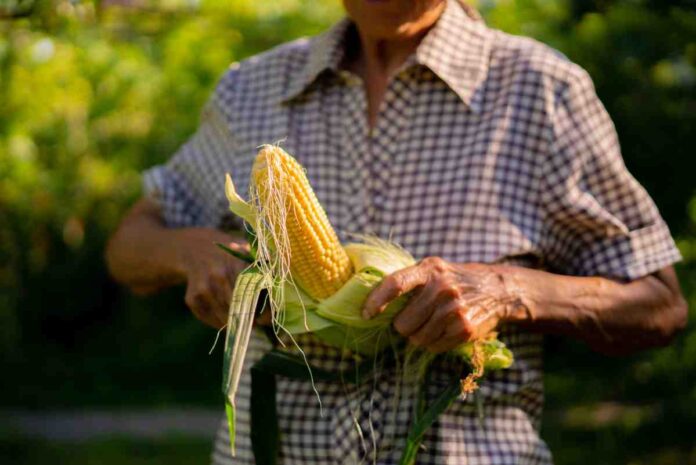Fact Check: Can a corn-silk-based formula manage kidney stones?