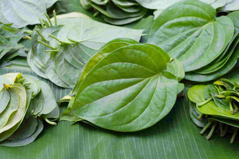Can Paan patta relieve constipation and detox the body? - THIP