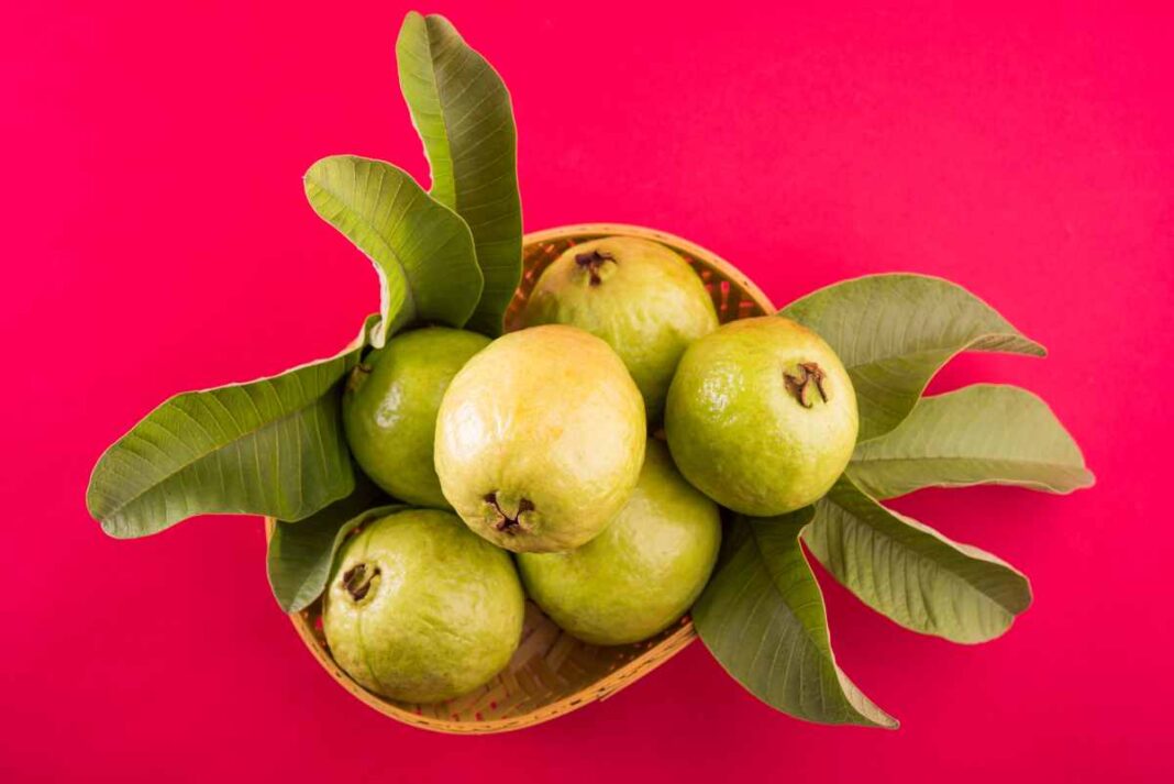 Fact Check: Does guava leaf-based oil work well for hair fall?