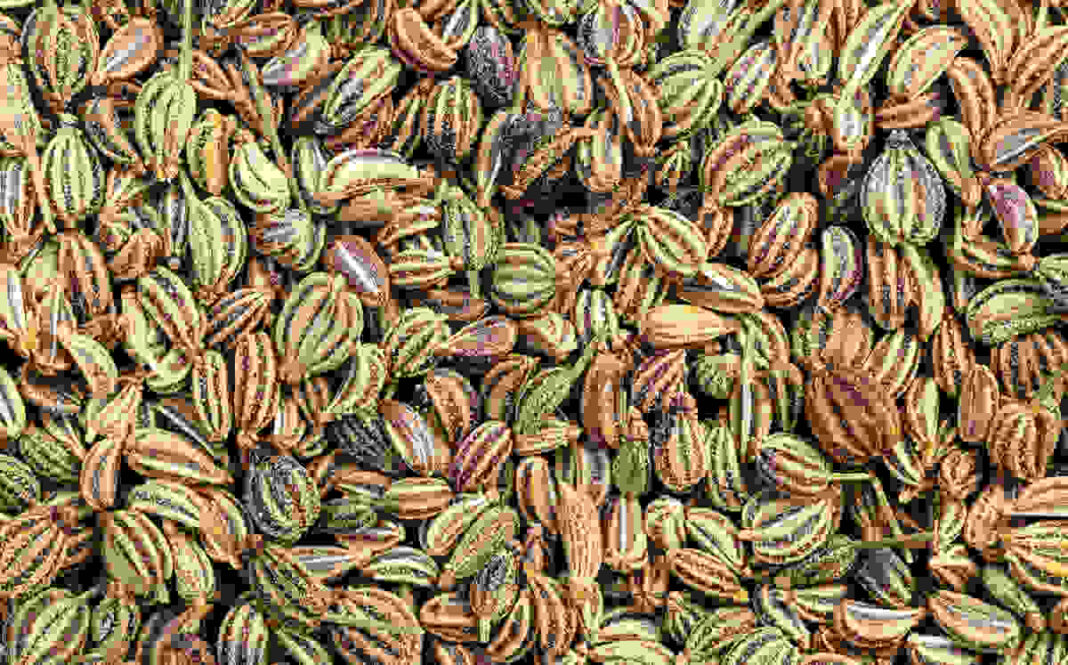 Ajwain: Health Benefits, Nutrients & Uses - THIP Media