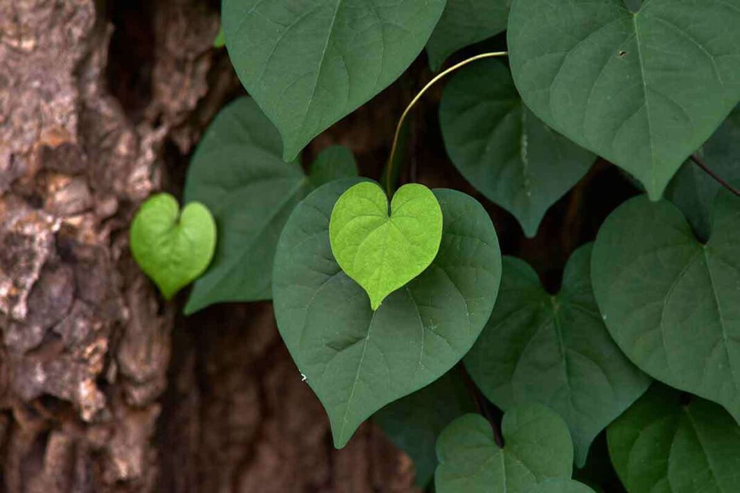 Giloy: Health Benefits, Nutrients & Uses- THIP Media