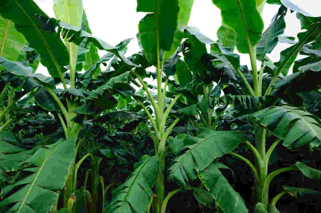 Can drinking banana stem juice help prevent kidney stones?