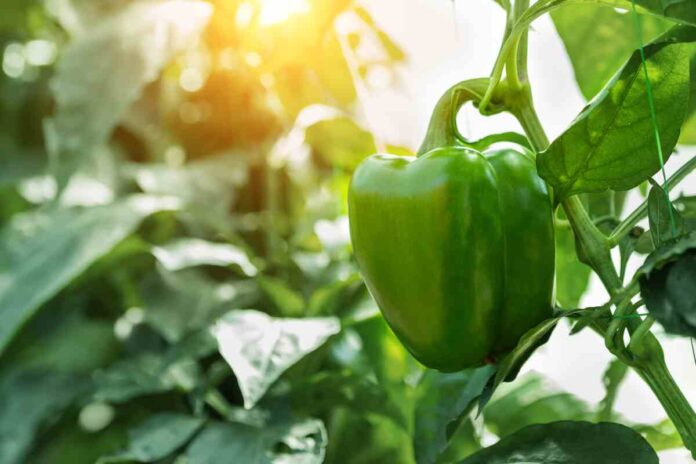 Can the worm found in a Capsicum cause human deaths?- THIP